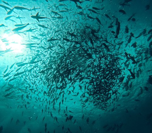 Palau Snapper Spawning Full Moon | Pearl Fleet Liveaboards